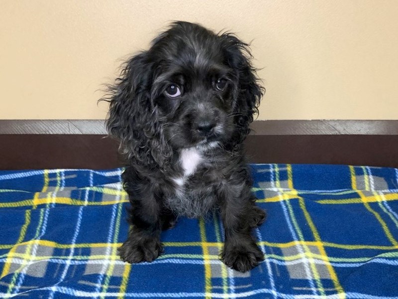 Cocker Spaniel Puppy Blue Roan ID:1205 Located at Petland Florence ...
