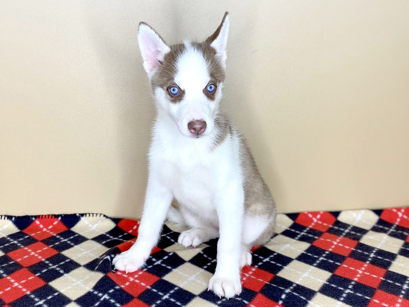 Red Alaskan Husky Puppies With Blue Eyes
