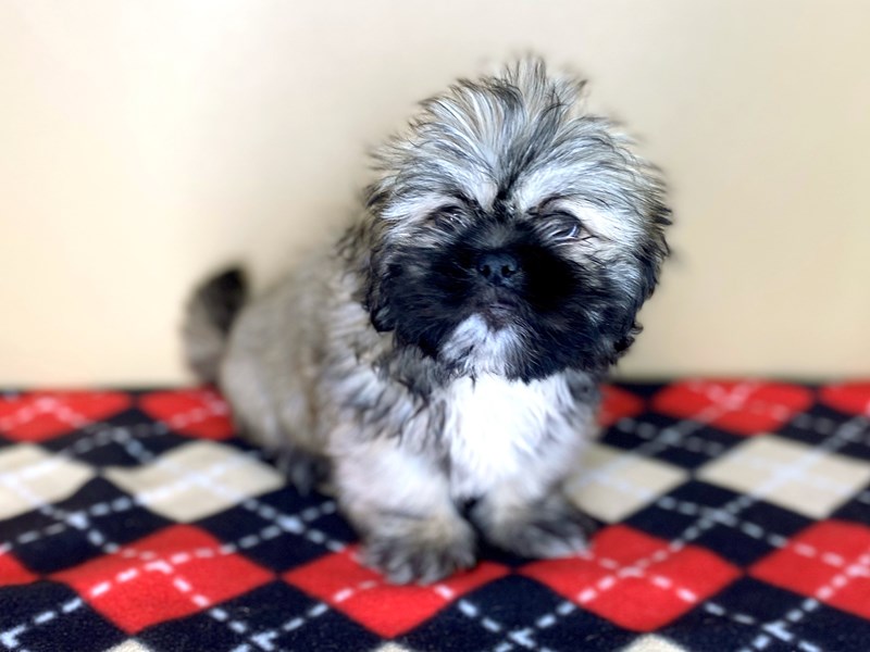 Lhasa Apso – Petland Florence, Kentucky