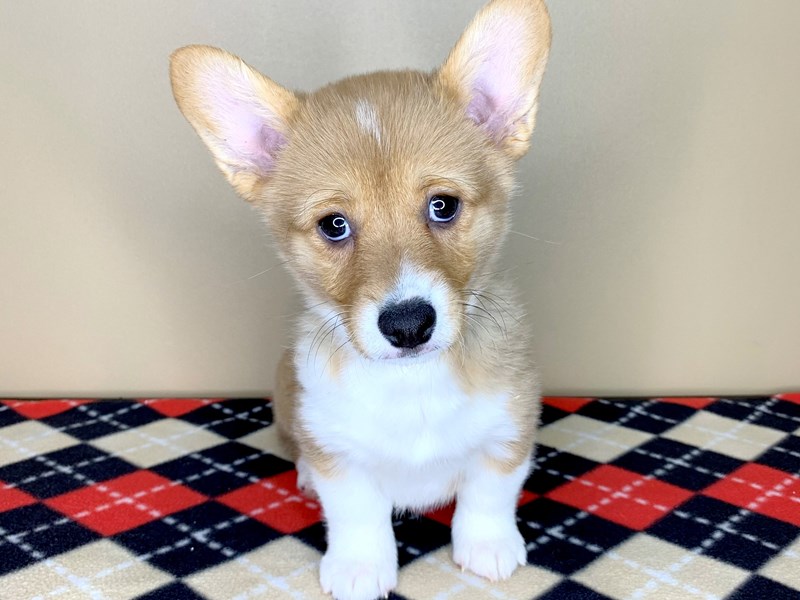 Pembroke Welsh Corgi Puppy Red Sable ID:1799 Located at Petland ...
