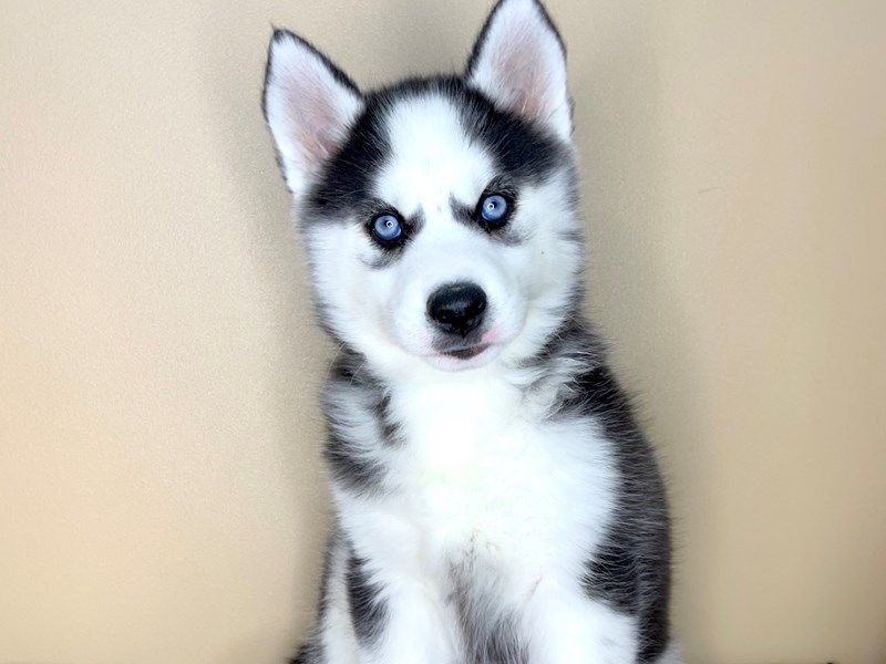 Siberian Husky Puppy ID:1850 Located at Petland Florence, Kentucky