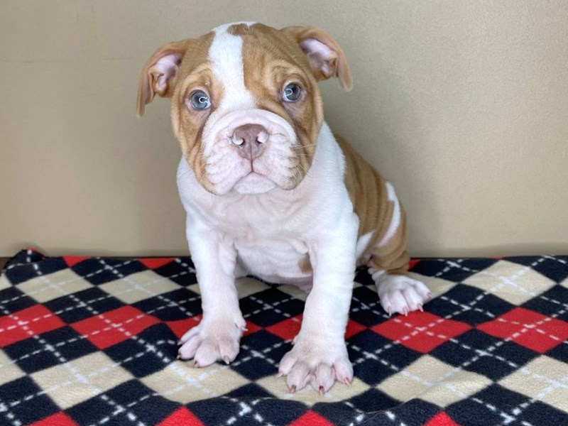 Victorian Bulldog – Petland Florence, Kentucky