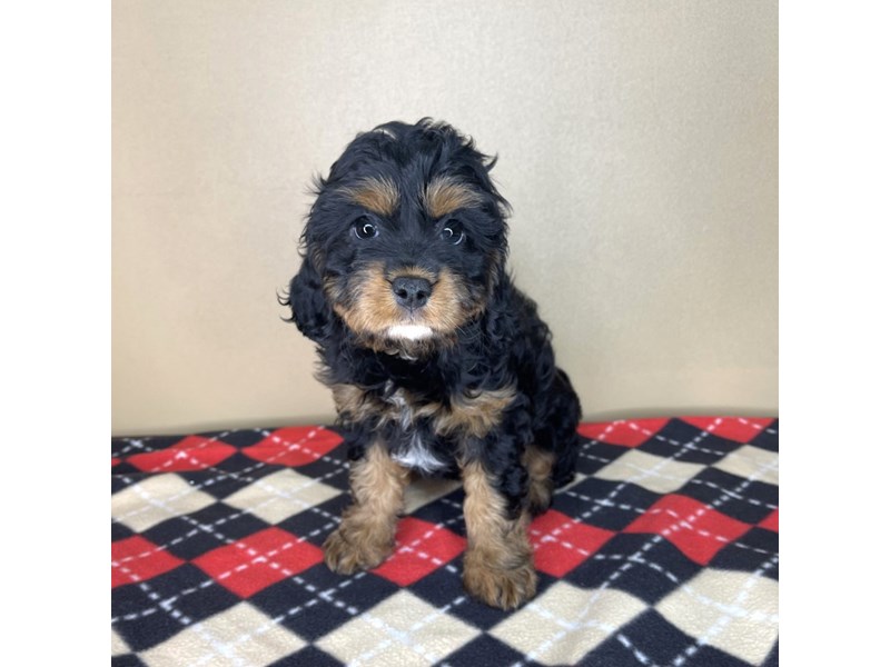 Cavapoo Puppy Black and Tan ID:2191 Located at Petland Florence, Kentucky