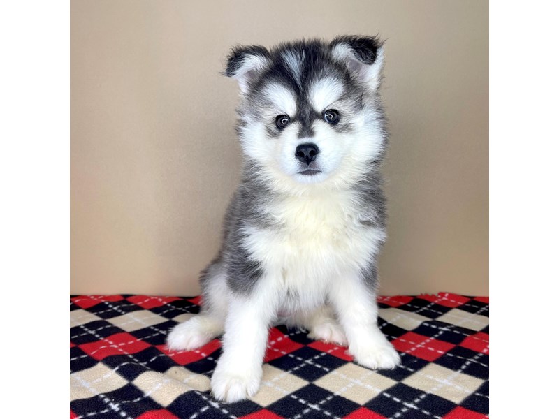 Pomsky Puppy Gray / White ID:2267 Located at Petland Florence, Kentucky
