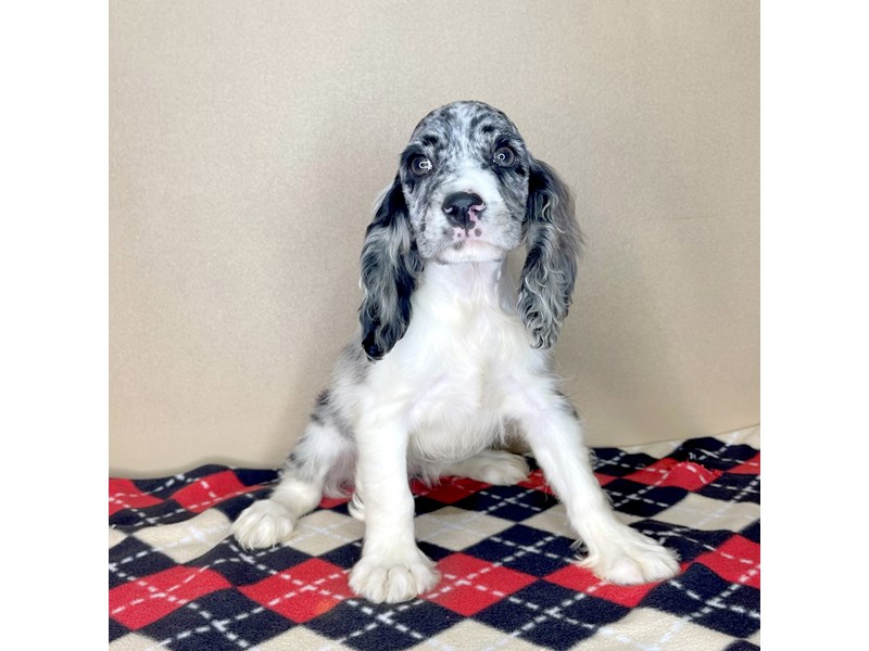 Blue Roan English Cocker Spaniel Puppies