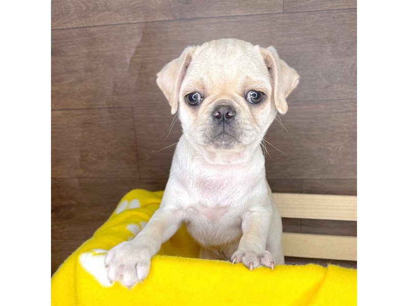 Pug Puppy Cream ID:2353 Located at Petland Florence, Kentucky