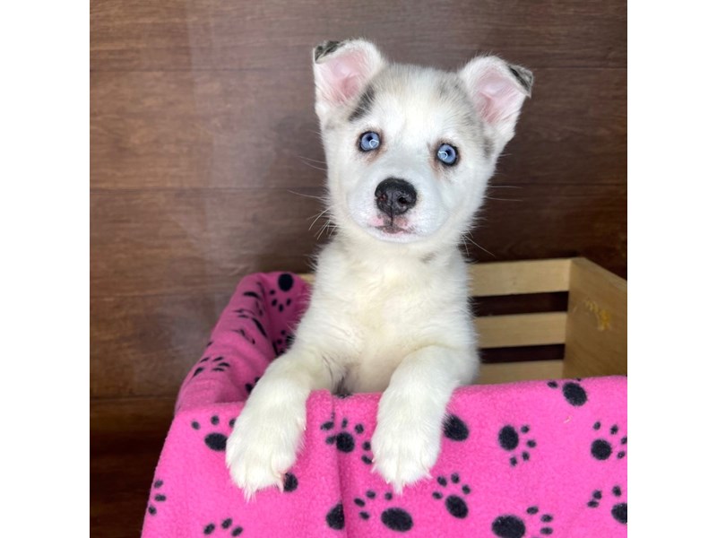 Pomsky Puppy Blue Merle ID:2415 Located at Petland Florence, Kentucky