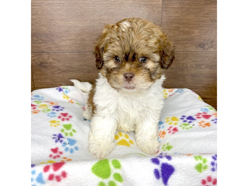Coton De Tulear/Shih Tzu – Petland Florence, Kentucky
