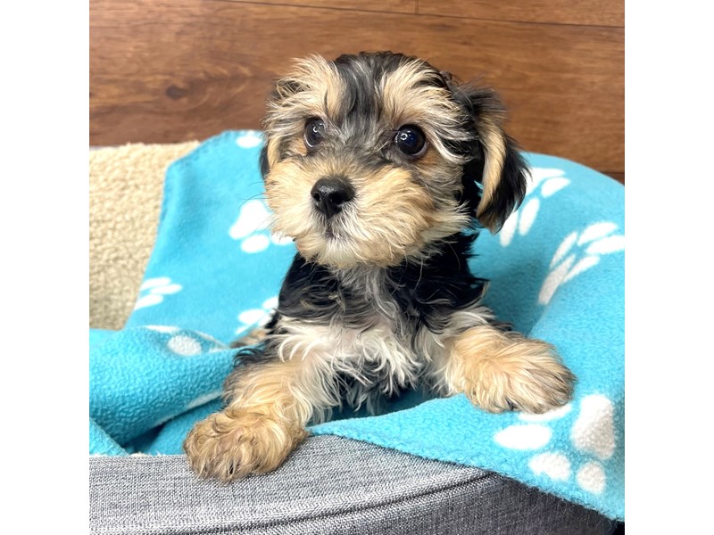 YorkieChon-DOG-Male-Black / Tan-3551843-Petland Florence, Kentucky