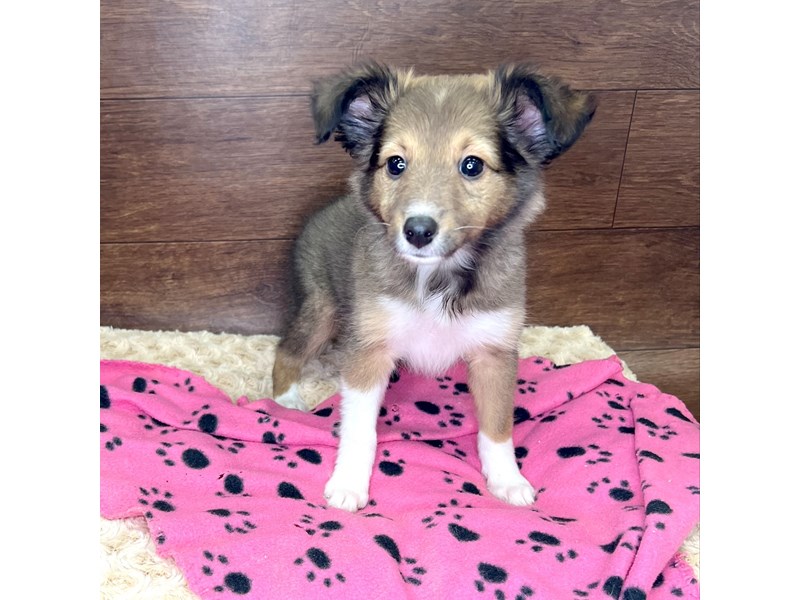 Shetland Sheepdog – Petland Florence, Kentucky