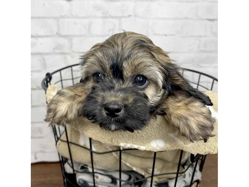 Cavapoo Puppy Sable ID:3188 Located at Petland Florence, Kentucky