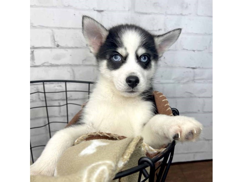 Pomsky Puppy Black and White ID:3180 Located at Petland Florence, Kentucky