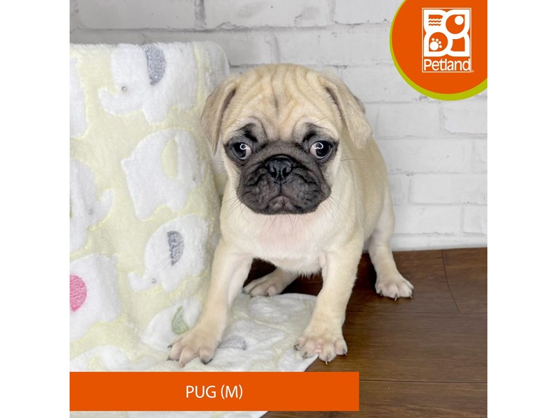 Pug – Petland Florence, Kentucky