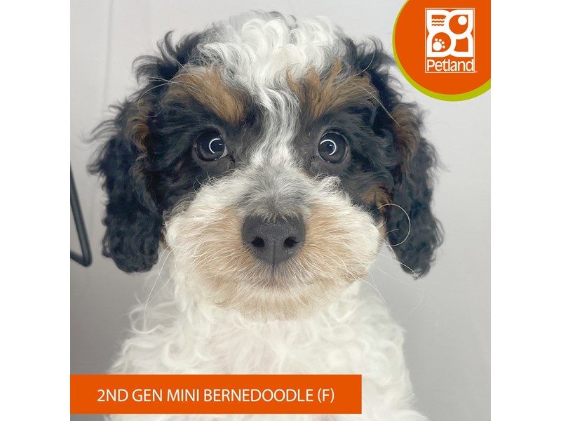 Available Pets - Petland Florence, Kentucky